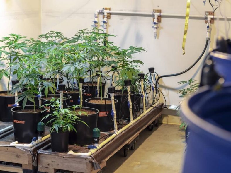 How to Set Up a Grow Room in Your Shed | Guide